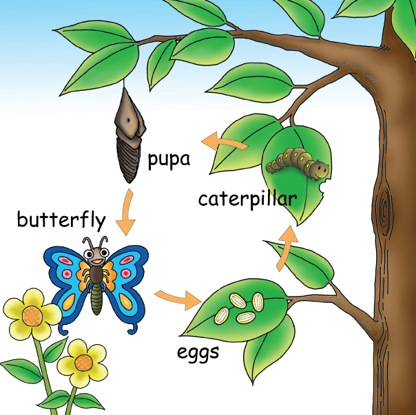 Activity 1: Life Cycle of Frog and Butterfly Copy - No.1 STEM+ ...